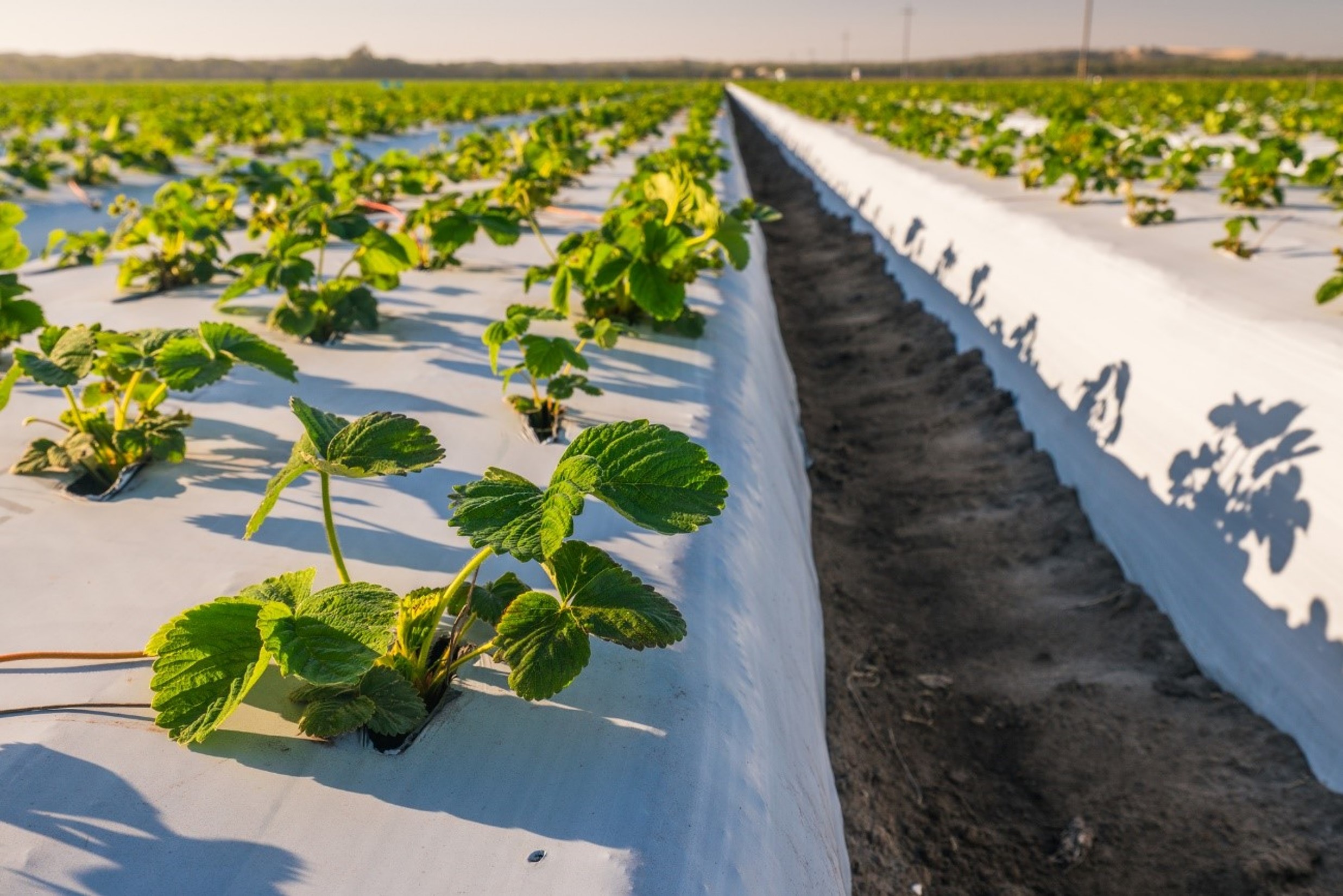 Plantação de morango: tradição e inovação na agricultura brasileira ...