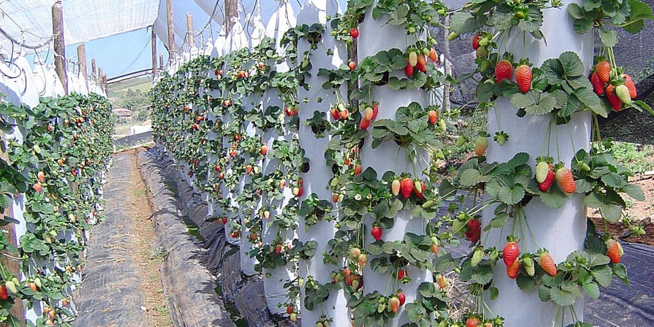 Plantação de morango: tradição e inovação na agricultura brasileira ...